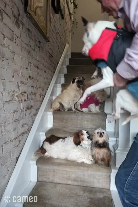 Wolfgang2242 (Steve Greig) for Mandy | Cameo