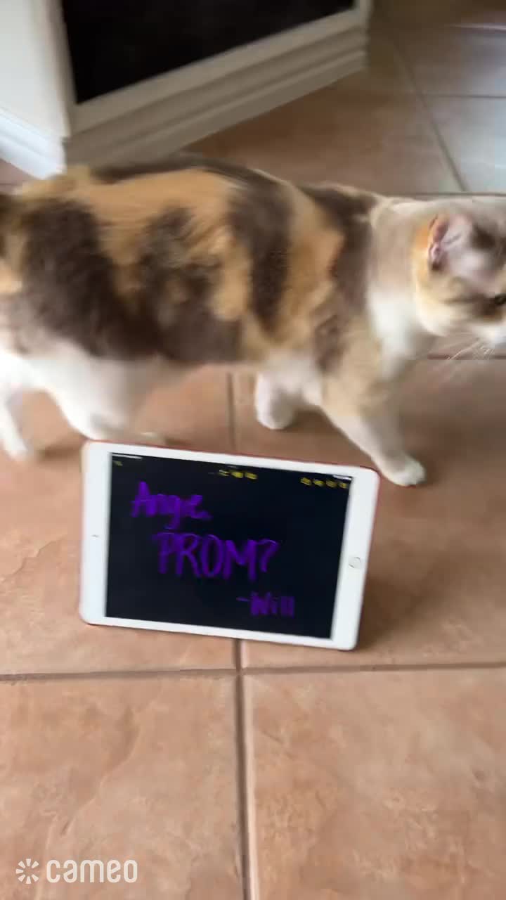 Cameo by Panko Cat | Cameo