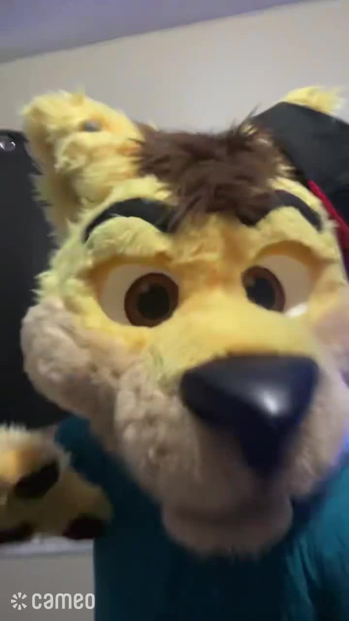 Daxter Dingo for Ikosh (pronounced "eye kosh") | Cameo