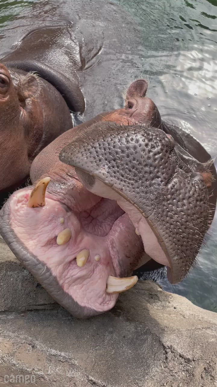 Fiona the Hippo for April Koonce | Cameo
