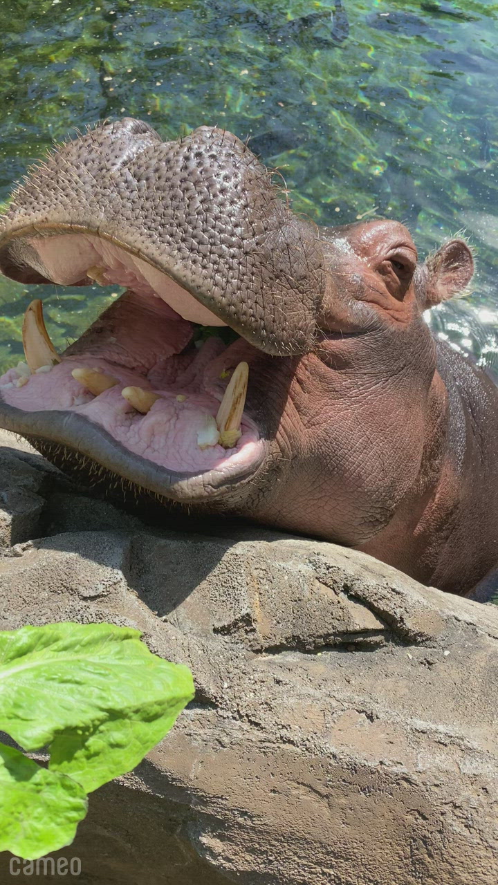 Fiona the Hippo for Alex | Cameo