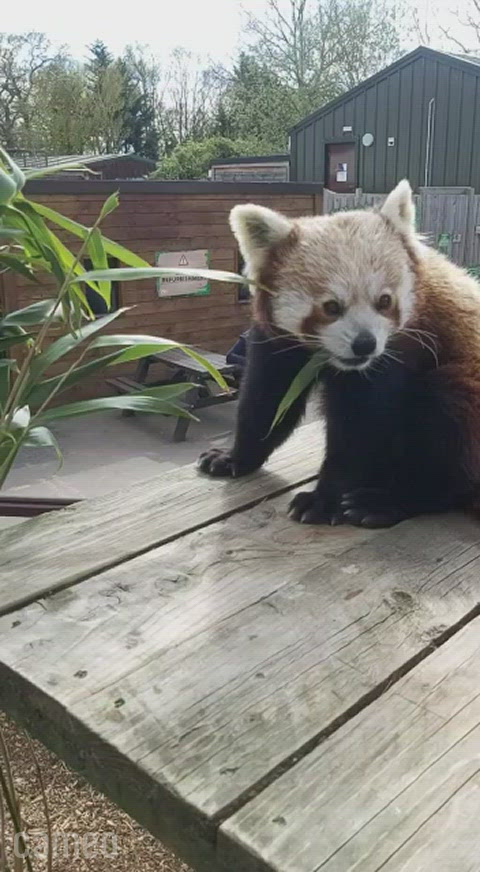 Cameo video by Nam Pang the Red Panda | Cameo
