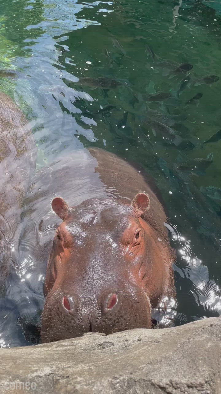 Fiona the Hippo for Rochelle | Cameo