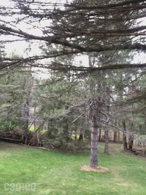 Tanner Zipchen for Niki | Cameo