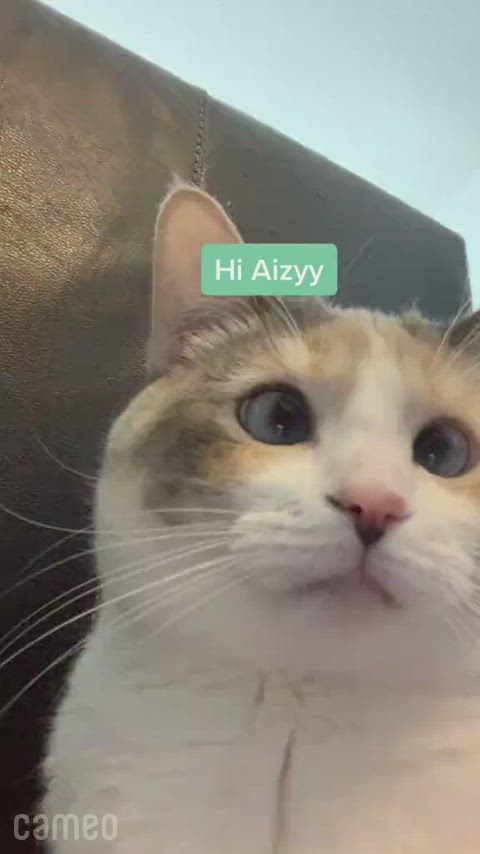 Panko Cat for Aizyy | Cameo