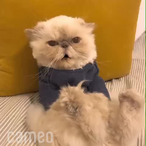 Shelby - Cat Personality for Renegade Rapper (Li-vee) | Cameo