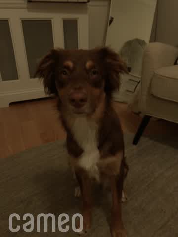 Chester the Good Boy for Lolly | Cameo