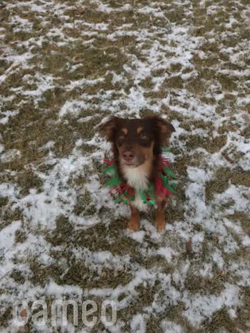 Chester the Good Boy for Chewy | Cameo