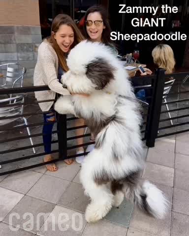 Zammy the GIANT Sheepadoodle for Intro Yourself | Cameo