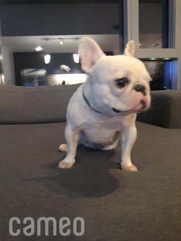 Pardon Thy French for Izzy | Cameo