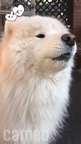 Ryder The Samoyed for Taro | Cameo