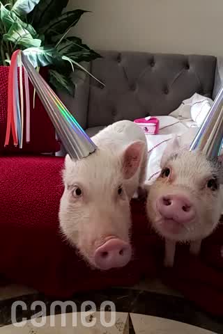 Paris The Mini Pig for Susan Potts | Cameo