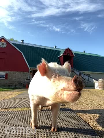 Steve Jenkins for Matthew Strugar | Cameo