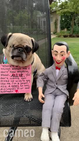 Pee Wee Aloysius the Pug for Aloysius | Cameo